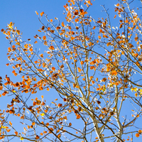 Melissa Lago - Drala Mountain Center